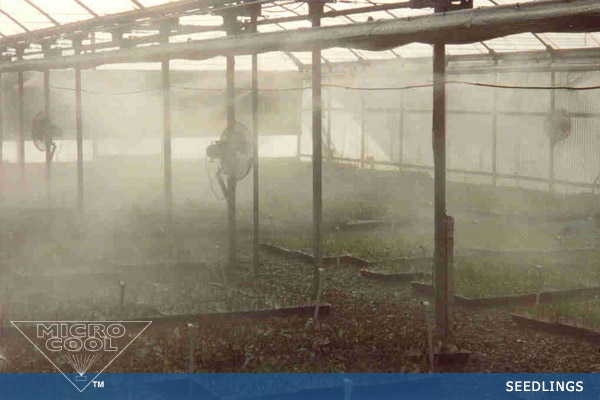Customer Story: MicroCool Fog System At A Propagation Greenhouse